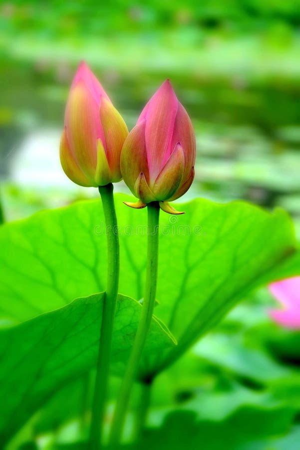 Two lotus buds stock photo. Image of decorative, graceful - 37693832