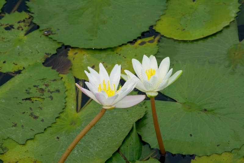 Two lotus flowers stock photo. Image of natural, dark - 11054138