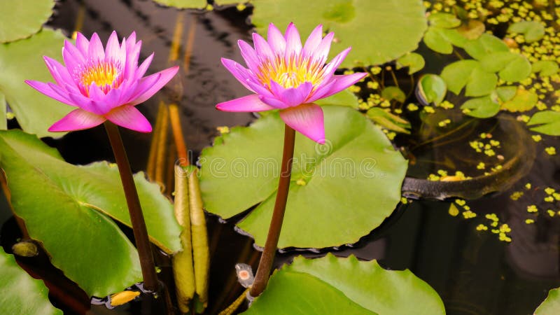 Two Lotus Flowers Blooming in the Pond in the Summer Evening. Stock ...
