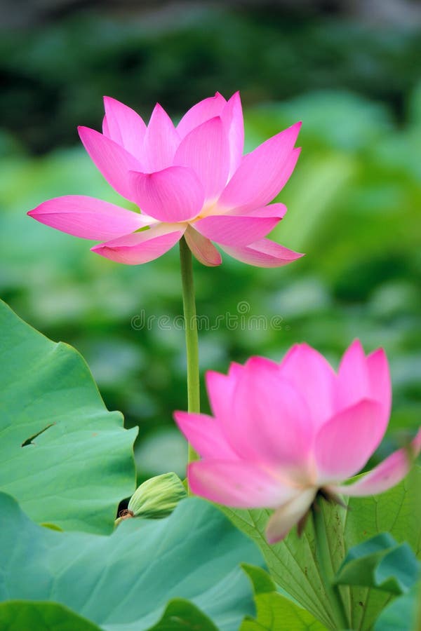 Two lotus flowers stock image. Image of summer, garden - 154693505