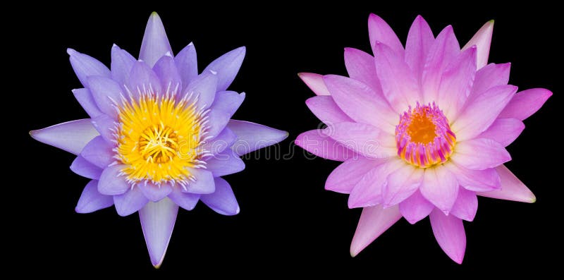 Two lotus flowers stock image. Image of love, float, drop - 38829145