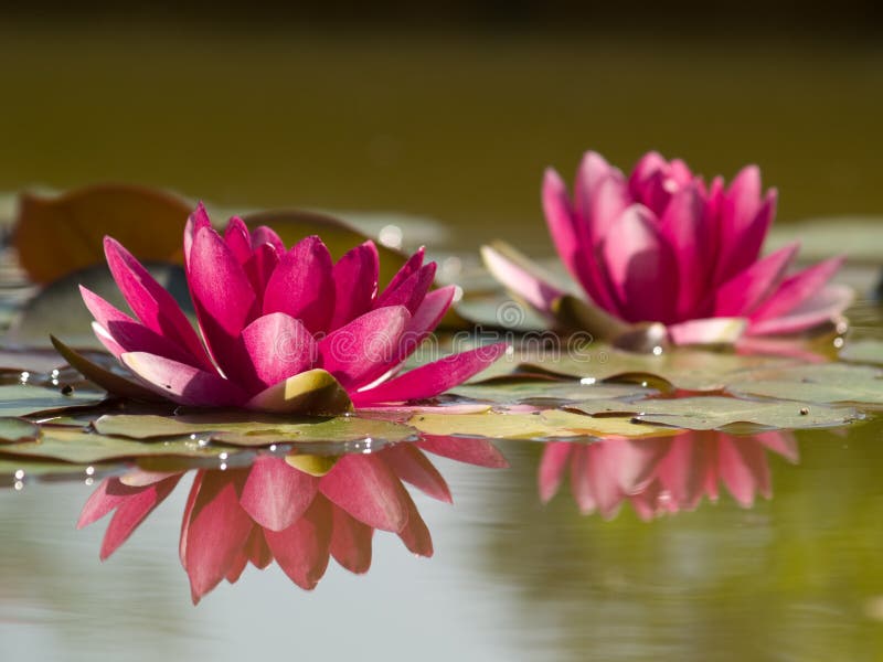 Two Lotus Flowers in Pond with Reflection Stock Photo - Image of flower ...