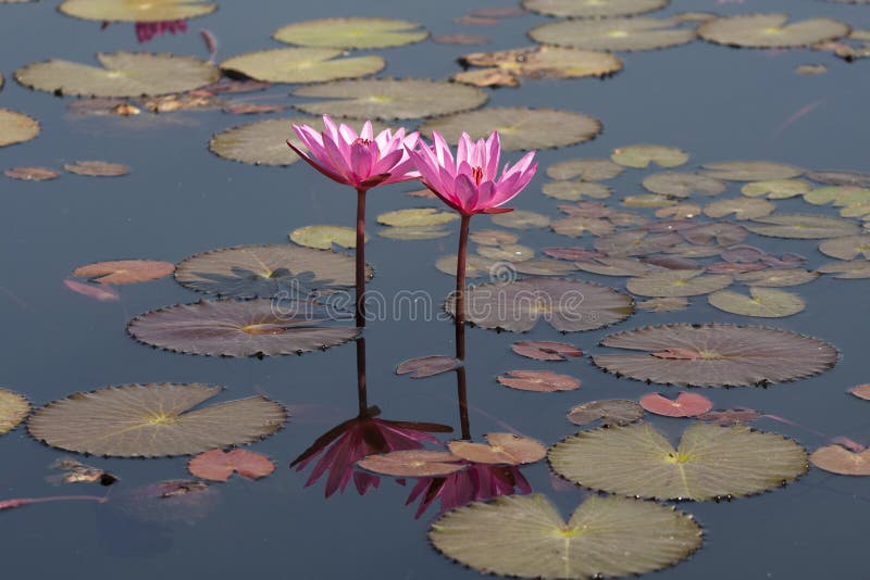 Two lotus in pond stock photo. Image of buddhism, easterner - 23322068