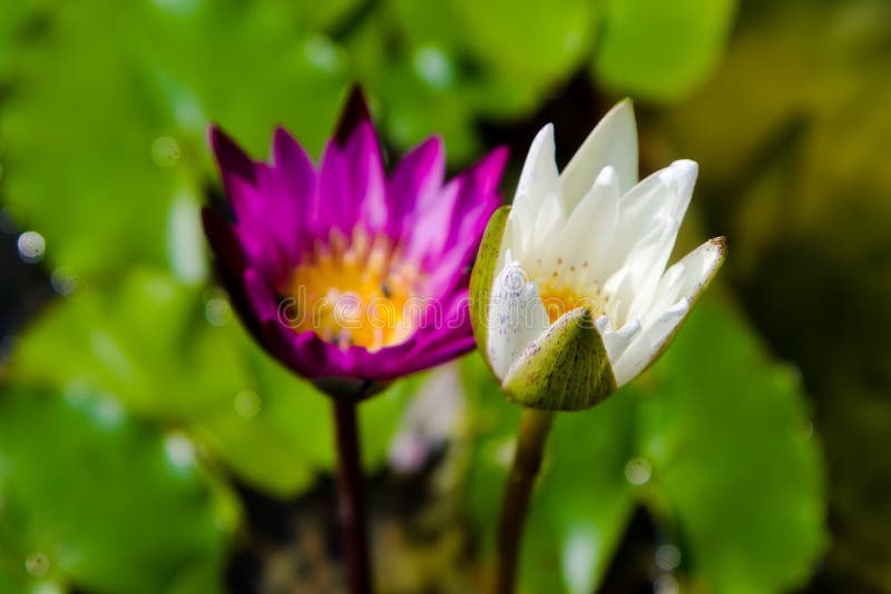 Two lotus at a pond stock photo. Image of calm, peaceful - 70194216