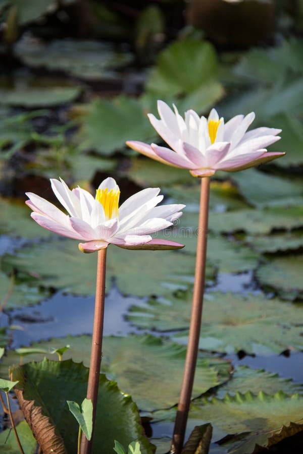 Two lotus in river stock photo. Image of buddhism, flower - 35394184