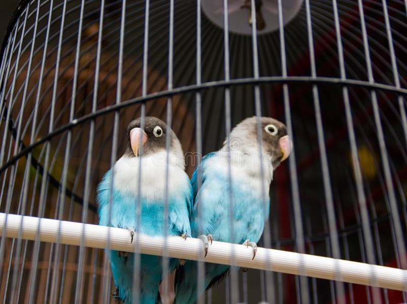 A two love bird stock photo. Image of love, blue, bird - 96799920
