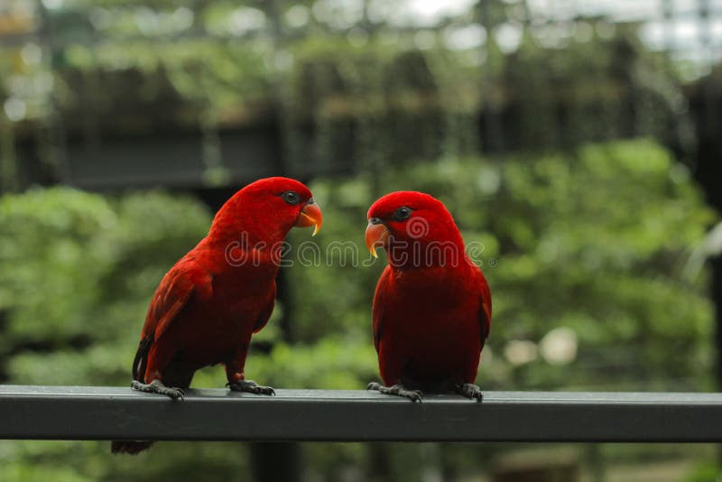 Two Love Bird Couple Staring Each Other Stock Photo - Image of staring ...