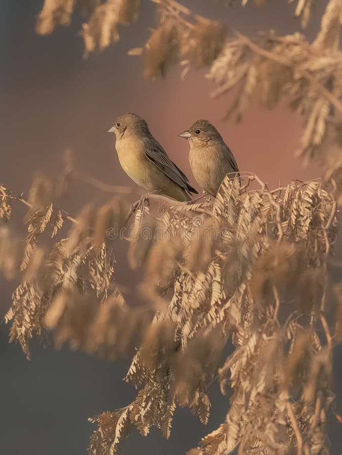 Two love birds on perch stock photo. Image of monotone - 336650456