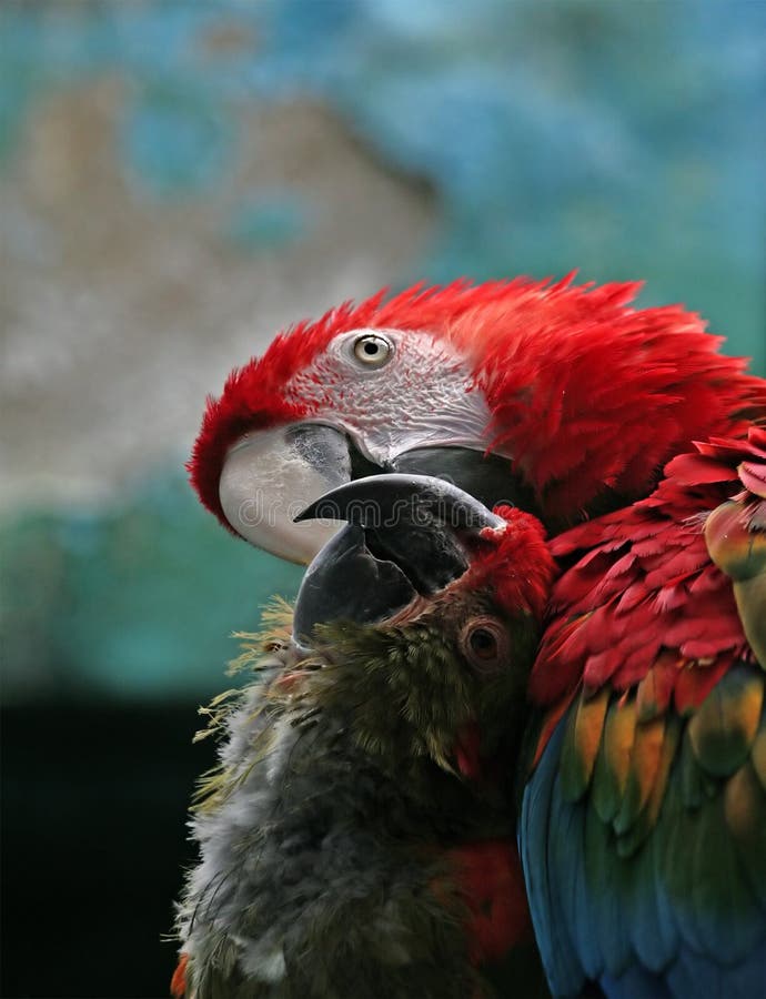 1,248 Talking Parrots Stock Photos - Free & Royalty-Free Stock Photos ...