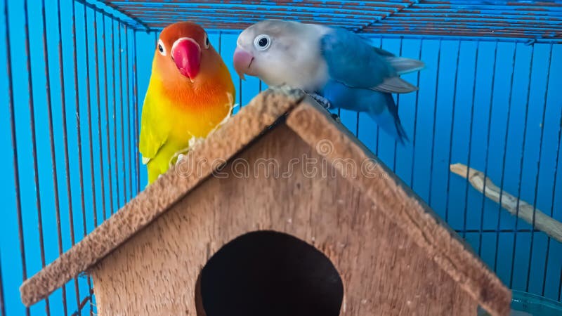 Two Lovebirds in a Wooden Nest Stock Image - Image of beak, parrot ...