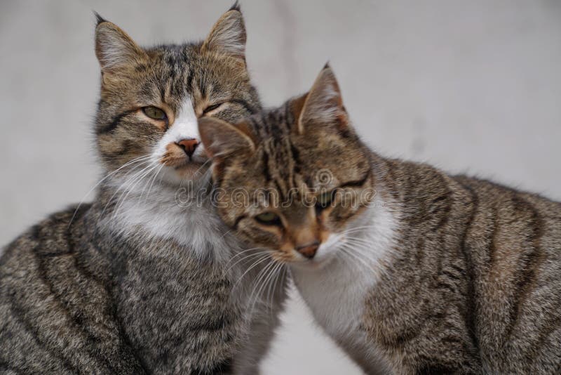 Two Brown Cats Sitting and Snuggling Each Other Stock Photo - Image of ...