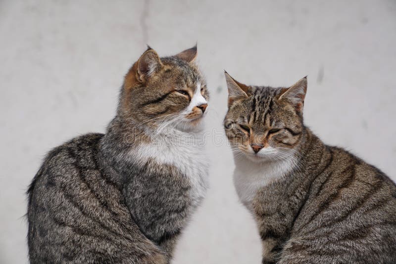 Two Brown Cats Sitting and Snuggling Each Other Stock Photo - Image of ...