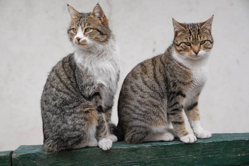 Two Brown Cats Sitting and Snuggling Each Other Stock Photo - Image of ...