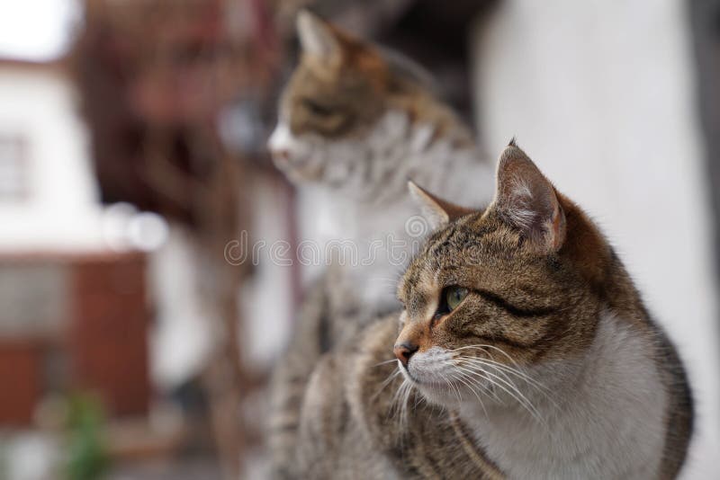 Two Brown Cats Sitting and Snuggling Each Other Stock Photo - Image of ...