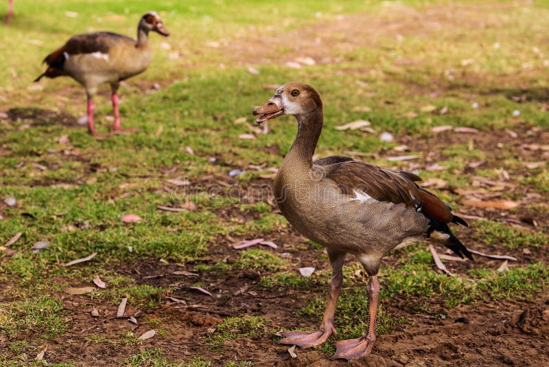Two Lovely Ducks in the Spring Park Stock Photo - Image of animal ...