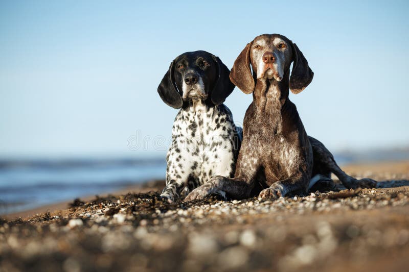 Two Lovely German Shorthaired Pointer Dogs Lying on the Beach Together ...