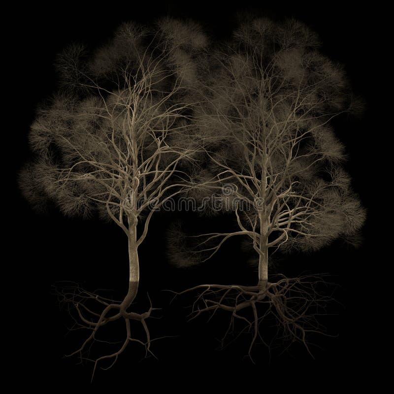 Two Lovely Leafless Trees with Branches, Twigs and Roots Stock Image ...