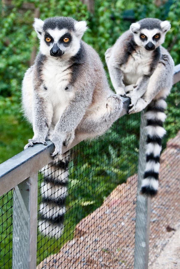 Two lovely Lemur sitting stock photo. Image of fence - 43419598
