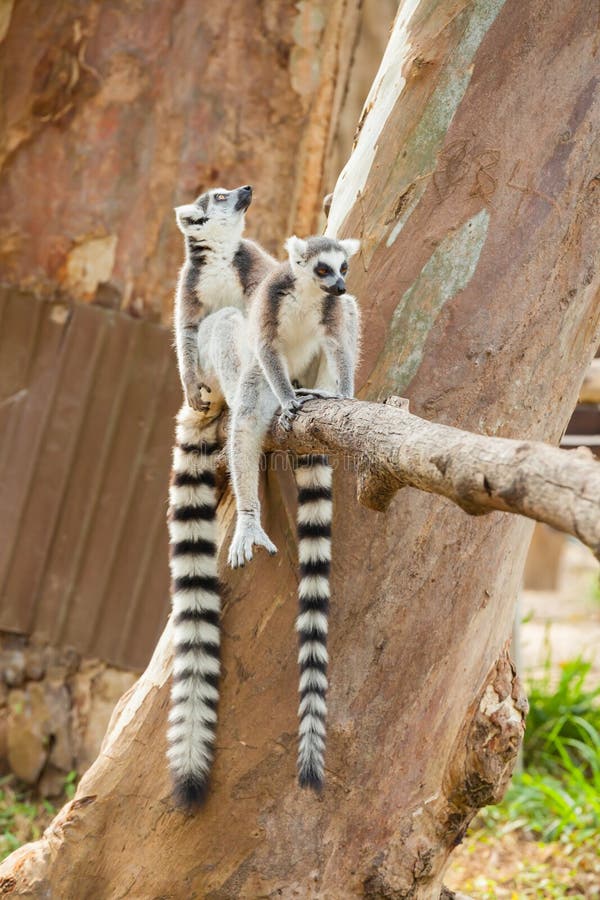 The Lemur (Lemuriformes) Playing Stock Photo - Image of alert, monkey ...