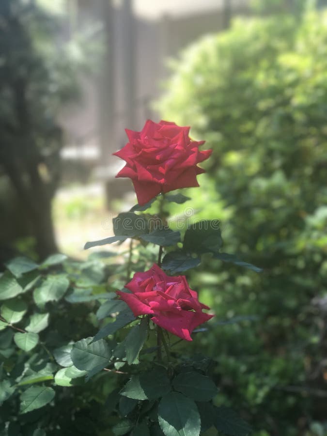 Two lovely roses stock image. Image of floribunda, plant - 96061343