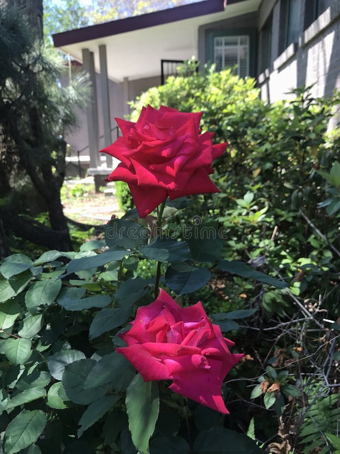 Two lovely roses stock photo. Image of floristry, rose - 96061358