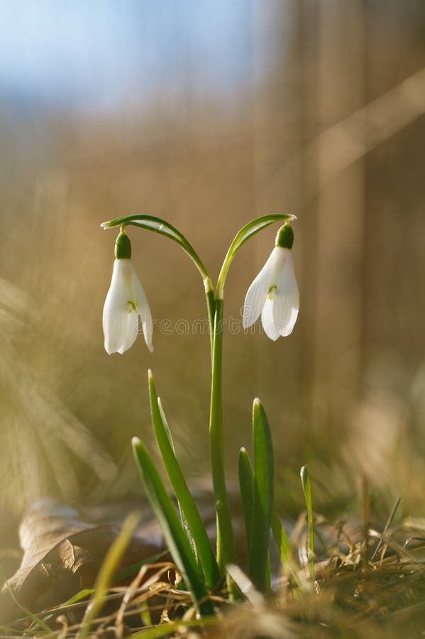 Two Lovely Snowdrop Flowers Soft Focus Stock Photo - Image of close ...