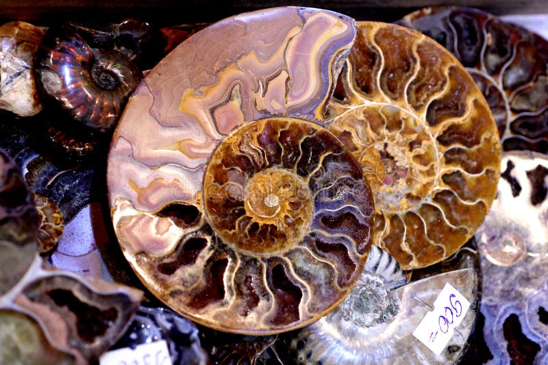 Ammonite stock photo. Image of closeup, animal, infinity - 29903066