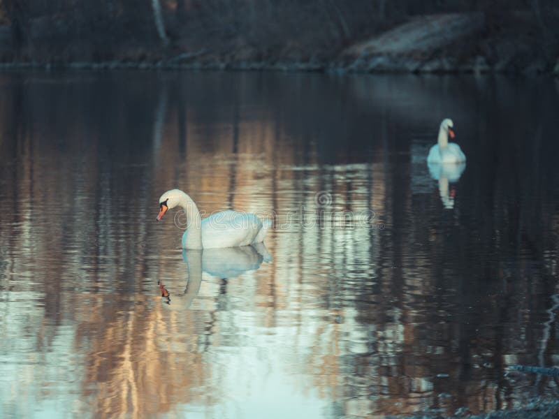 Two Lovely Swans during Sunset with Water Reflections Stock Photo ...