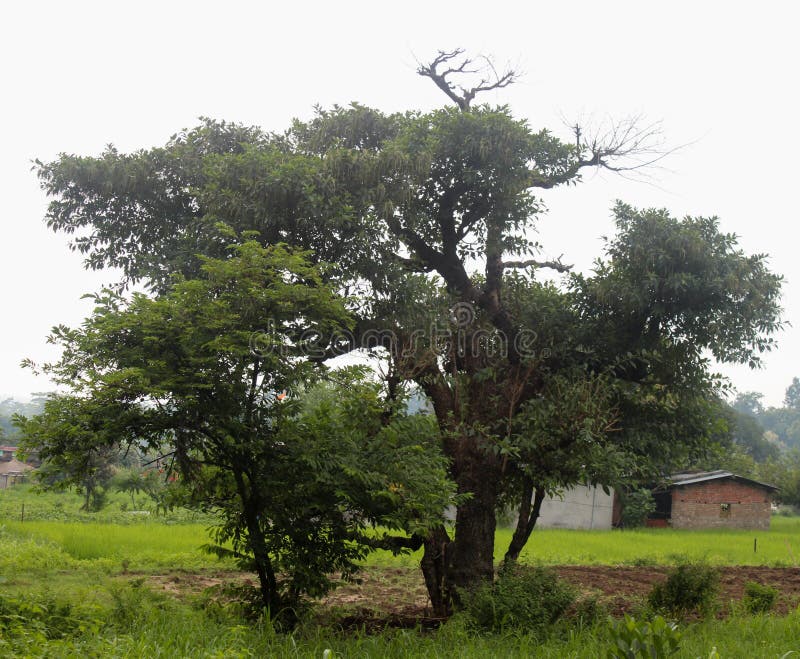 Two beautiful trees stock image. Image of grass, wood - 255328005