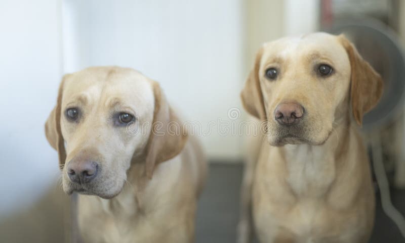 Two Lovely Yellow Labradors Waiting for Dinner Stock Photo - Image of ...