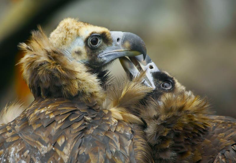 Two lovers eagle stock image. Image of bird, male, affectionate - 57327745