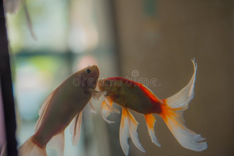 Two Lovers Fish in the Aquarium Stock Image - Image of blur, nature ...
