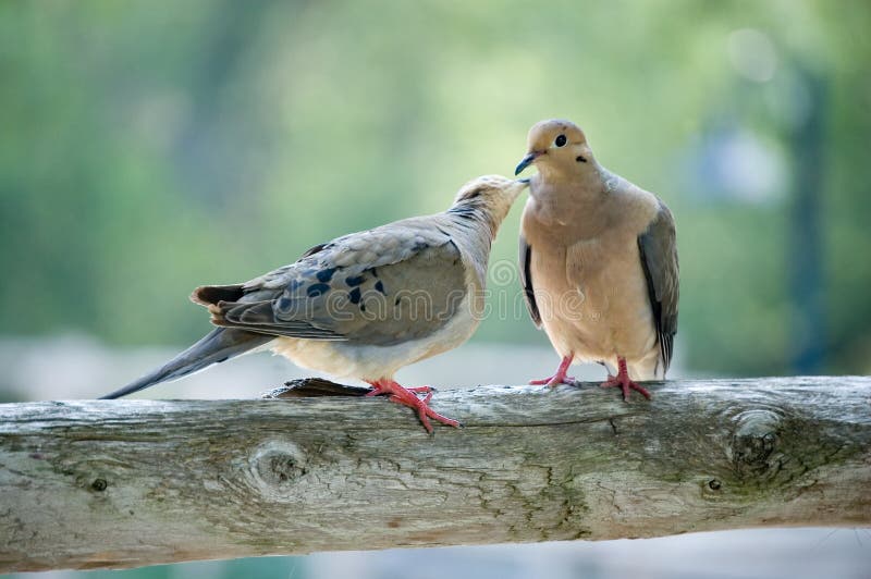 Two loving birds stock image. Image of birds, animal, sitting - 5839249