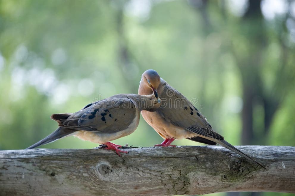 Two loving birds stock image. Image of birds, animal, backlit - 5839307
