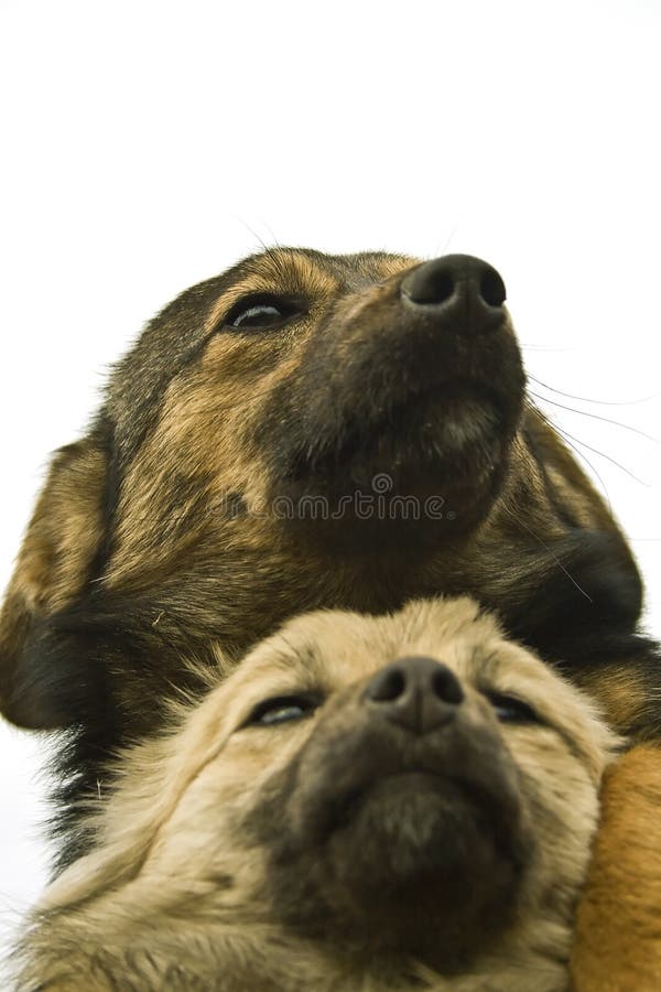 Two Loving Cute Dogs Isolated on White Stock Photo - Image of together ...