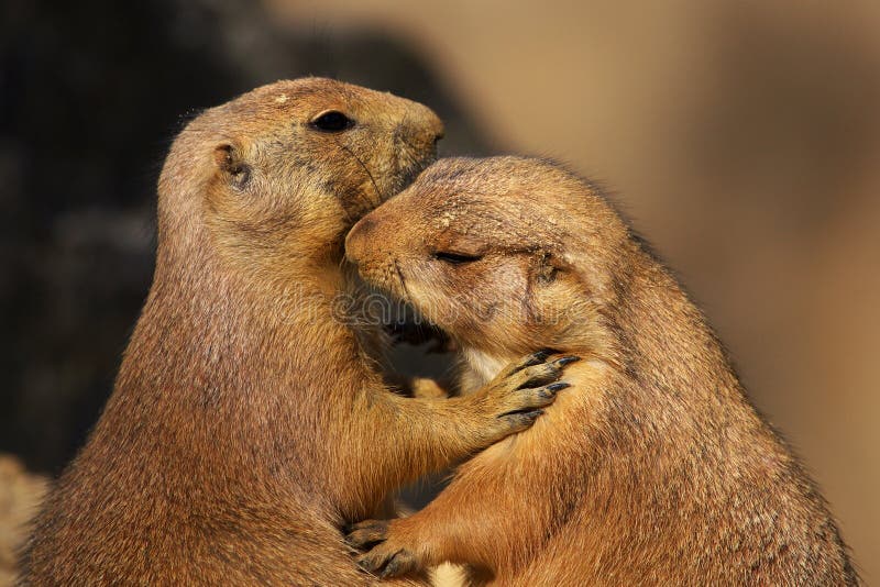 Trio of Prairie Dogs - Group Hug Stock Photo - Image of rodents, ground ...