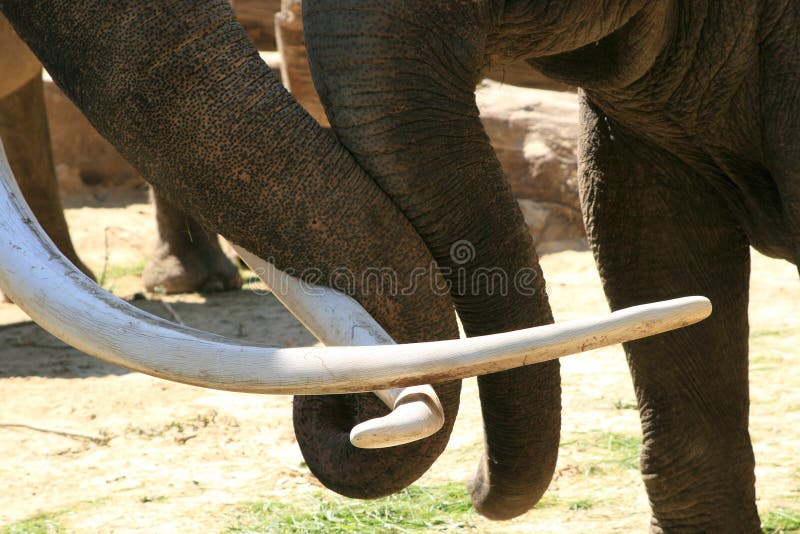 Two Loving Trunks (elephants) Stock Photo - Image of fangs, close: 2503608
