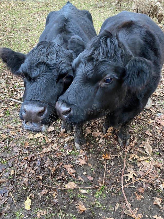 Two Lowline Angus Black Cows Farm Stock Image - Image of sibling ...