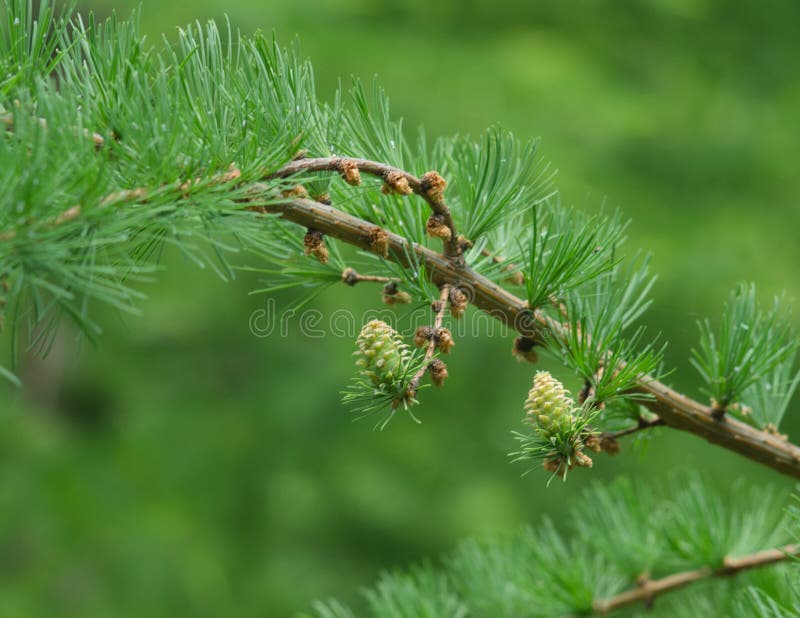 Two Lumps Pine Stock Photos - Free & Royalty-Free Stock Photos from ...