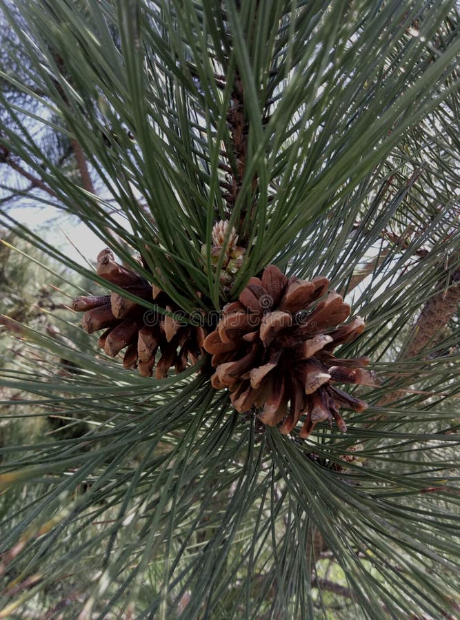 476 Tree Lumps Photos - Free & Royalty-Free Stock Photos from Dreamstime