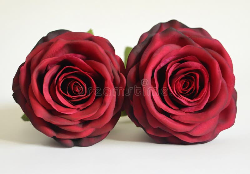 Two Luxurious Dark Red Roses Close Up High Quality Image Stock ...