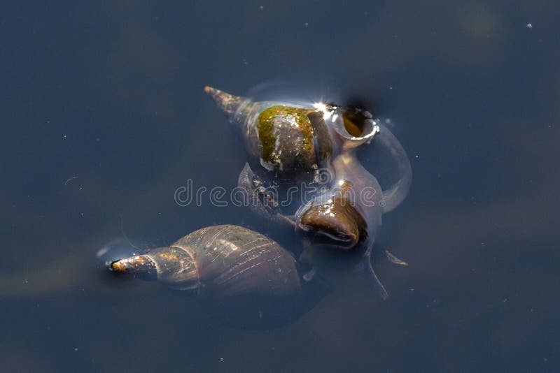 Two Lymnaeidae in the Lake Water Stock Image - Image of natural, slime ...