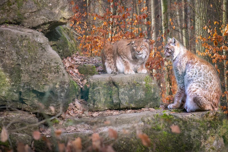 Two lynx cats stock image. Image of woodland, lynx, outdoors - 272797721