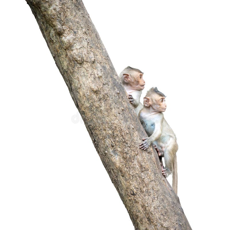 Two Macaca or Monkeys Friend Climbs Play on Tree in Natural Forest and ...