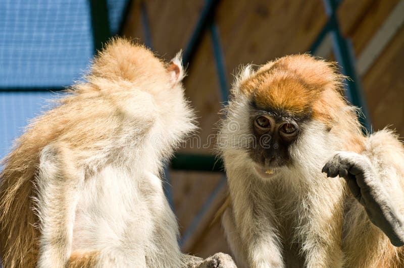 Two Macaque monkeys stock photo. Image of large, wildlife - 57461742