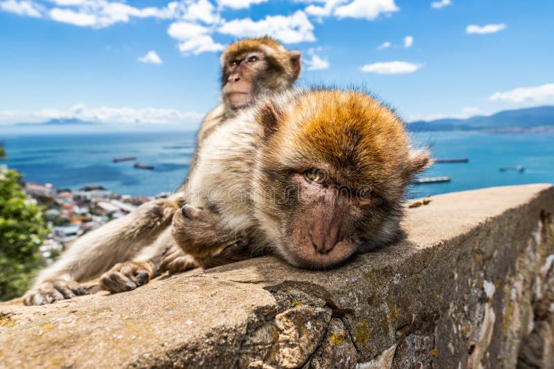 Monkeys in Gibraltar stock image. Image of primate, spain - 74722295