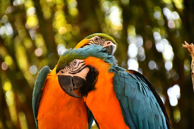 Two Macaw Bird Looking at Camera Stock Photo - Image of camera, bird ...