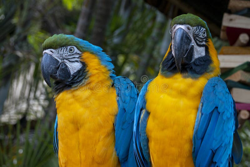 Two Macaw Parrots stock image. Image of magnificent - 141415525