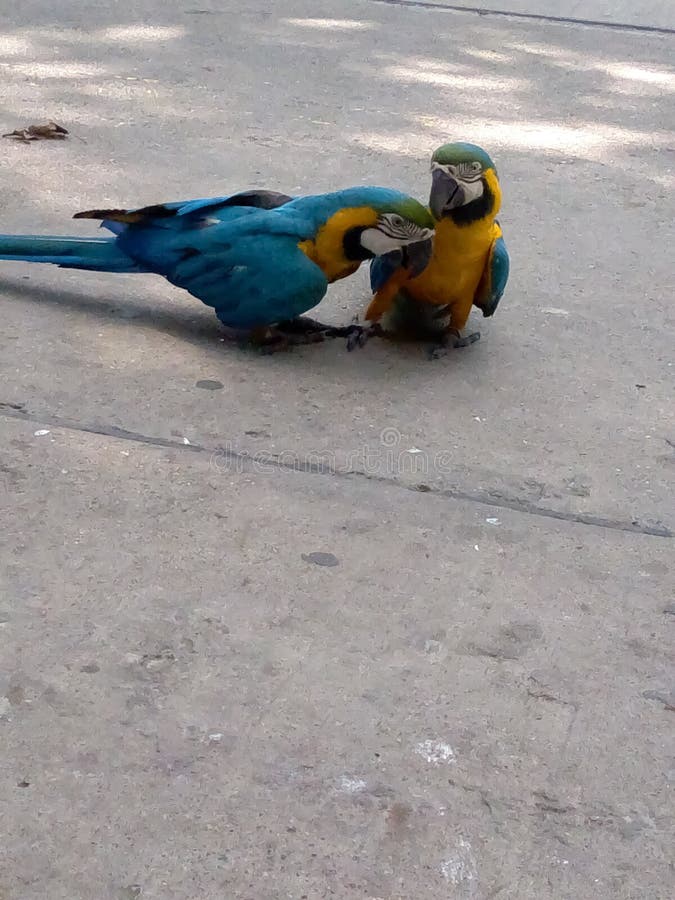 Two Macaw Parrots Playing on the Floor Stock Photo - Image of white ...