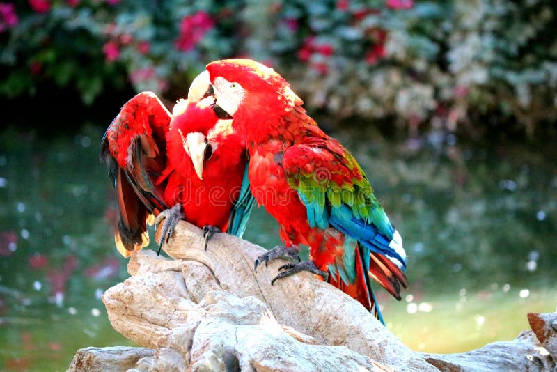 Two macaws stock image. Image of yellow, birds, close - 4114877